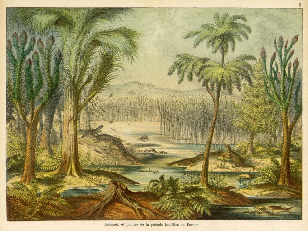 Phanerozoic Eon, Paleozoic Era, and Carboniferous Period 359 MYA. First ...