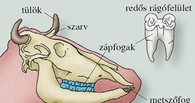 Táplálkozás