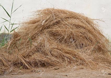 This is a picture of hay to show you what the mattress came from.