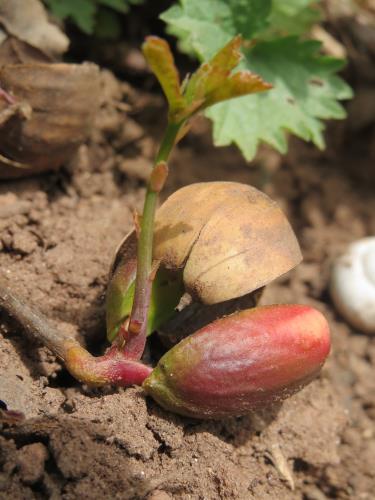 Stage 2: Sprout