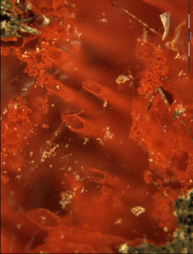 An image of the microscopic tubes that contained the earliest known fossils