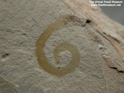 First Fossil of a Complex Organism(a Worm)