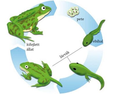 Hogyan lesz a petéből béka?