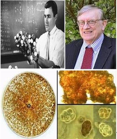ARCHEAS-WOESE Y GEORGE E. FOX