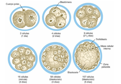 Embriologia humana y biologia del desarrollo. Bruce M.Carlson.