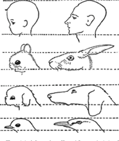 Kindchenschema Konrad Lorenz