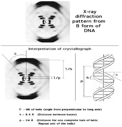 1951-Clear X-ray diffraction images of DNA are captured for the first ...