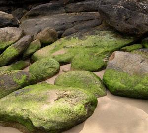 At the beginning of the Cambrian Period there were many different ...