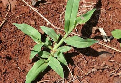 Capim marmelada - Brachiaria plantaginea