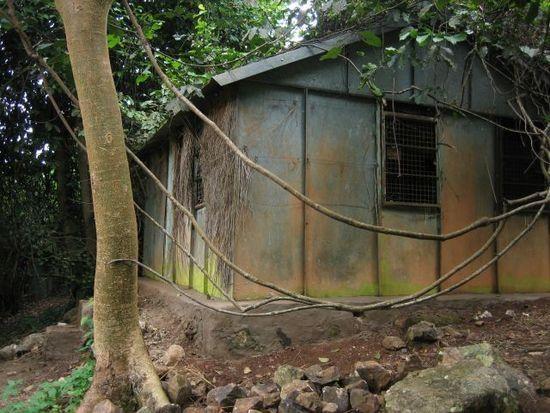 Jane Goodall's first house in Gombe.