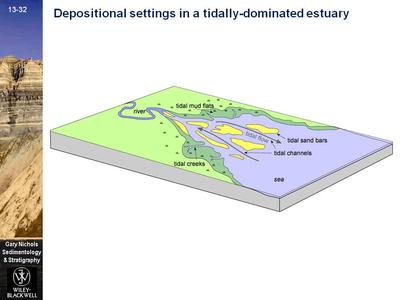 Tidal sedimentation in estuaries