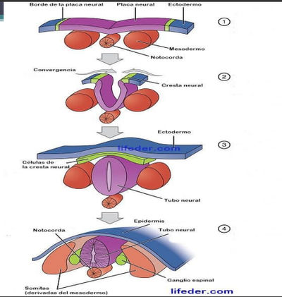 La notocorda (Gr. Noton, espalda, +L. chorda, cordón). Esta estructura ...