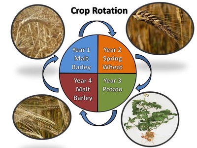 Crop Rotation Middle Ages Diagram Ecosystem Services And Agriculture:
