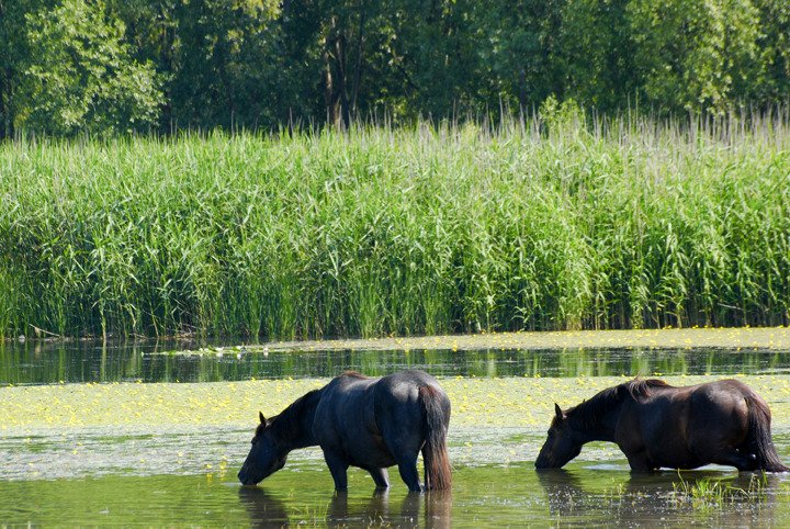 Like all animals, horses need food, water, and air. Many kinds of ...