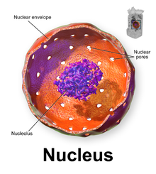 Nucleus