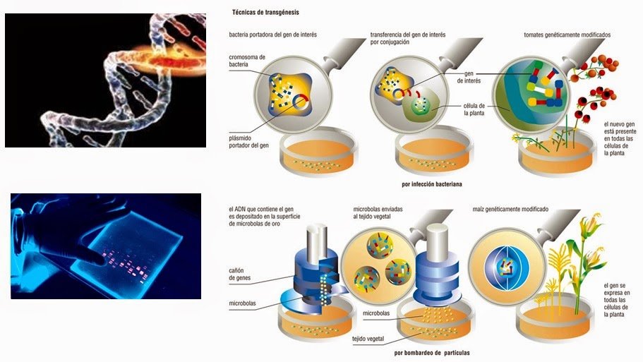 Aplicación de la genética y tecnología del ADN recombinante
