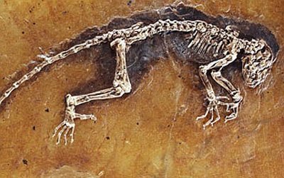 All cats and bears came from a similar carnivorous ancestor called the ...