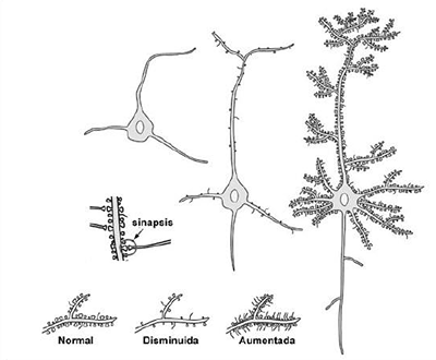 Desarrollo dendrítico