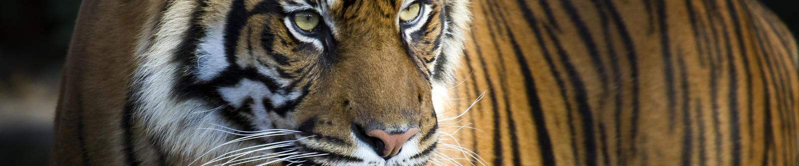 World Wildlife Foundation