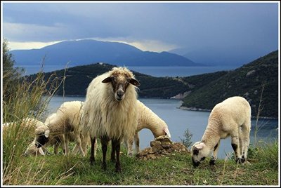 Pirot Zacket Sheep
