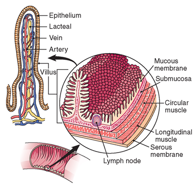 Villi are finger-like projections lining the small intestine. Villi ...