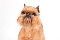 This is the type of dog that I have