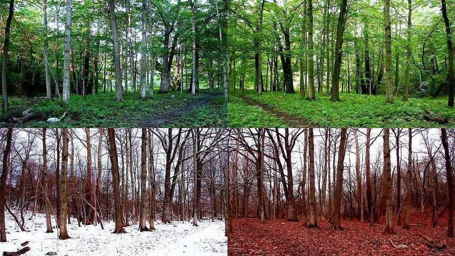 The average temperature in temperate deciduous forests is 50°F (10°C ...