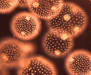 500 m.a. Aparición de los primeros organismos pluricelulares