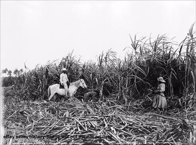Late 19th century Cuban sugar farm