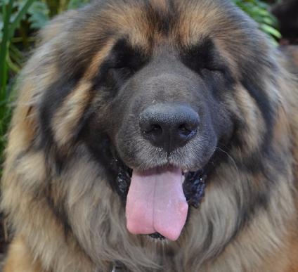 https://www.ephotozine.com/photo/this-is-a-european-mountain-dog-22034060