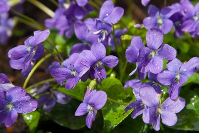 Types of flowers: Violets