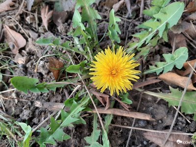 4. A pitypang bánata