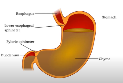 This is the basic anatomy of the stomach.