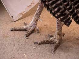 Turkeys have feet, just like us!