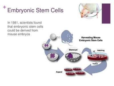 https://www.slideshare.net/bhavnaguduguntla/stem-cells-the-basics