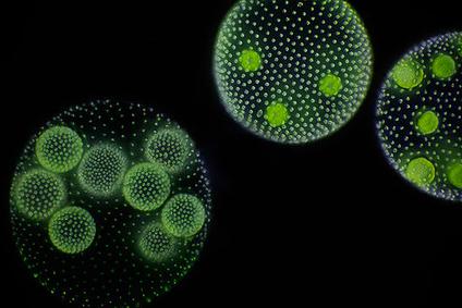 The final step in the evolution of cells is multicellular organisms ...