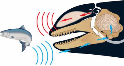 Audio of orca whale calls, whistles and clicks