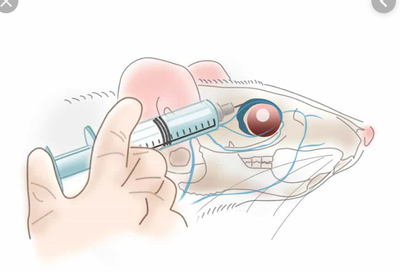 Retro-orbital injection