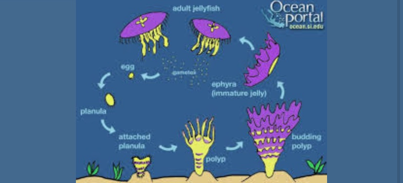 The evolution of jellyfish