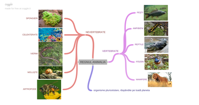 - speciile Regnului Animalia se clasiifcă în două grupe: nevertebrate ...