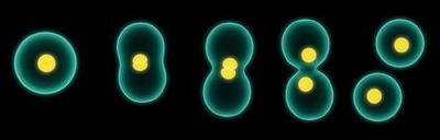 Cells Reproducing