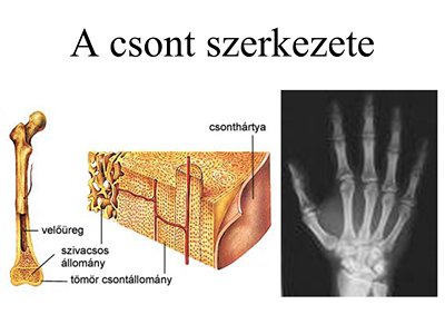Kívül - csonthártya, tömör állomány