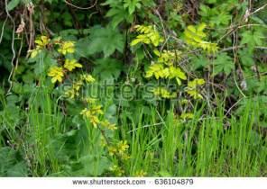 This is a close up picture of underbrush, which is the first type of ...