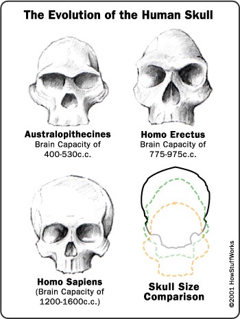 This shows the size of an australopithicus's skull compared to the size ...