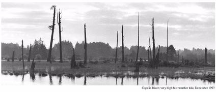 Copalis River Ghost Forest in the 1990s