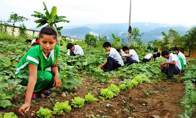 Cultivos en el biohuerto