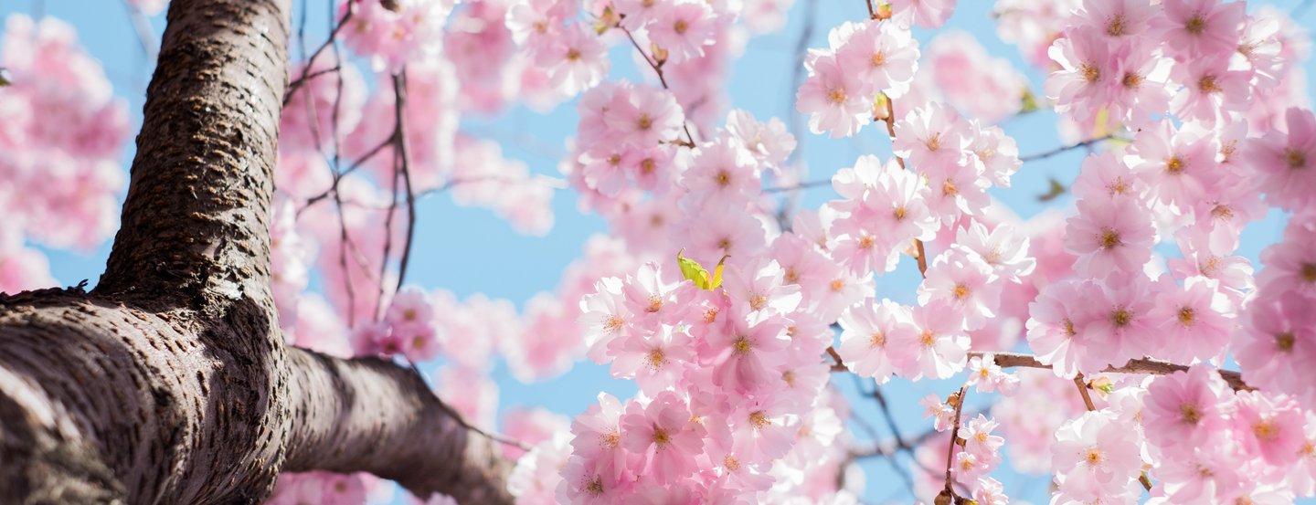 To print the story please do so via the link in the story toolbar.