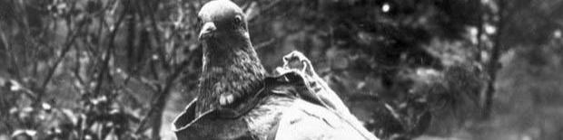 "Pigeon with camera" https://petapixel.com/2012/10/15/the-invention-of ...