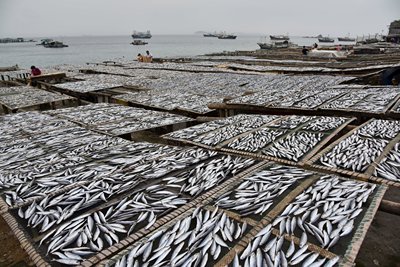 An estimated between 970 billion and 2.7 trillion fish are caught anually