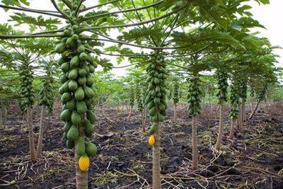 Hawaii Papaya Farm